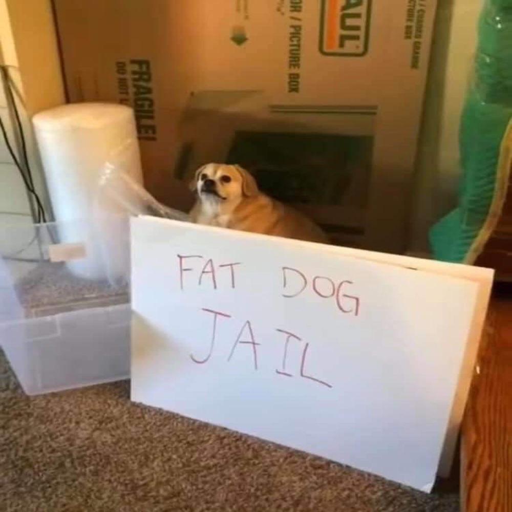 Fat Dog Meme